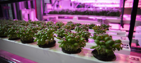 Novarbo takes part in an international vertical farming webinar - www ...